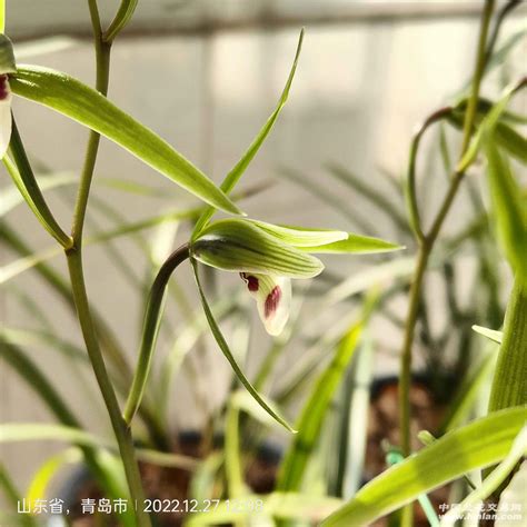 细叶寒兰绿花红舌斑久开 寒兰篇 兰花交易网论坛