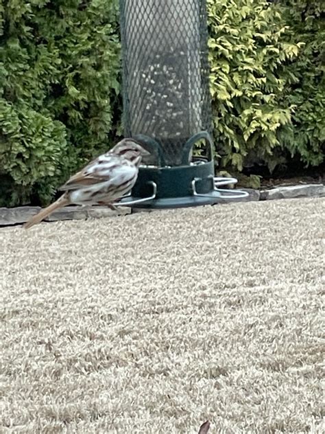 Leucistic Song Sparrow Feederwatch