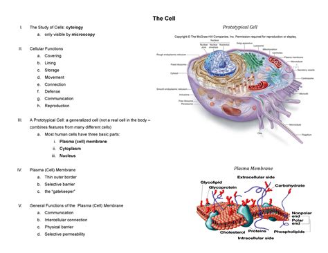 2 BMS 107 Cell Outline F14 The Cell I The Study Of Cells Cytology Studocu