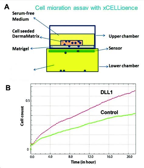 In Vitro Migration Assay Revealed That Mpcs From Dll1 Dermamatrix