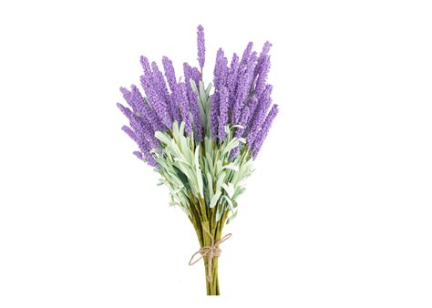 Download Lavender 7 Lavender Png Full Size Png Image