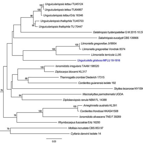 Phylogram Generated From Maximum Likelihood Analysis Of Sequences Of