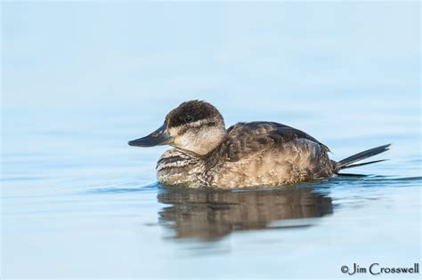 Ruddy Duck Birdforum