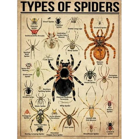 Types Of Spiders Educational Poster Vintage Style Arachnid