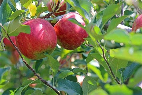 Himachal ADB Approves USD 130 Mn To Boost Horticulture Agribusinesses