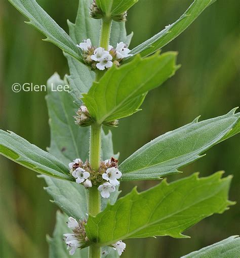 Lycopus Asper Photos Saskatchewan Wildflowers