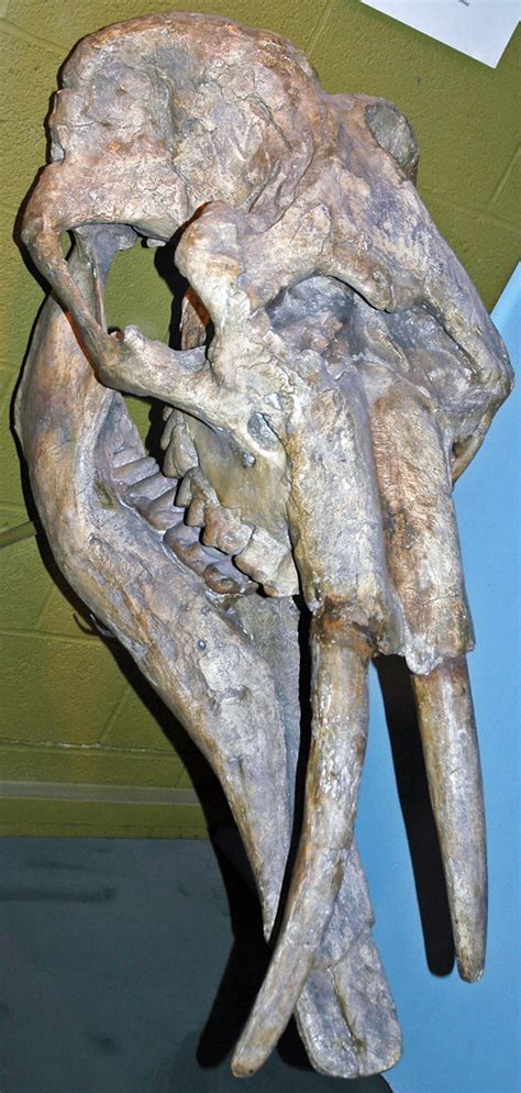 Gomphotherium Serridentinus Productum Fossil Elephant … Flickr