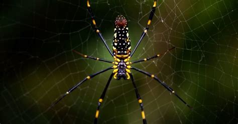 Asian Joro Spider Habitat Characteristics And Reproduction