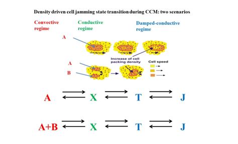 Two Scenarios Of The Density Driven Jamming State Transition During Ccm
