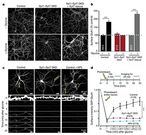 科学网—Nature——Syt1和Syt7是长时程可塑性形成的关键分子 - 陈之春的博文