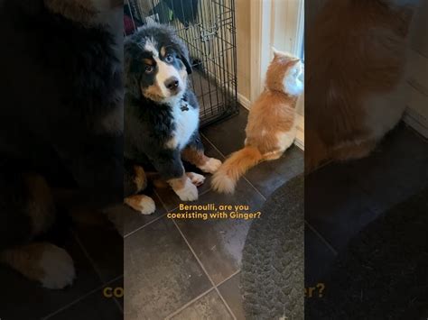Puppy Spends A Whole Year Learning Cats Love Language The Dodo Nestia