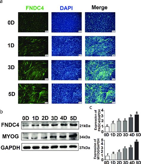 Fibronectin Type Iii Domain Containing 4 Fndc4 Expression During Download Scientific Diagram