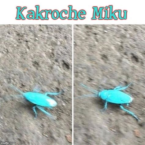 Kakroche Miku Imgflip