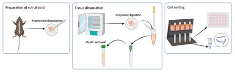 Isolation Of Pure Astrocytes And Microglia From The Adult Mouse Spinal