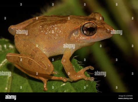 Brown Frog On A Leaf Tiny Frog Cute Froggy Pseudophilautus