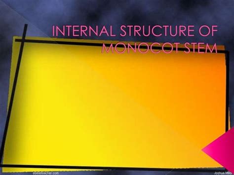 Anatomy Of Dicot And Monocot Rootpptx