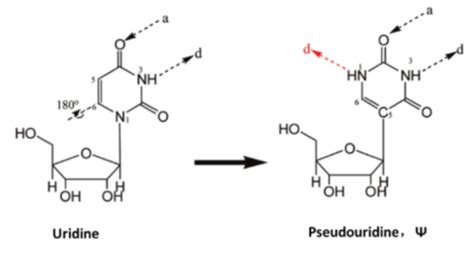 Rna Modification Doccheck