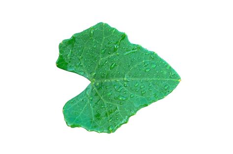 물 방울아이비 Gourd 또는 Coccinia 잎 0명에 대한 스톡 사진 및 기타 이미지 0명 건강한 식생활 계절