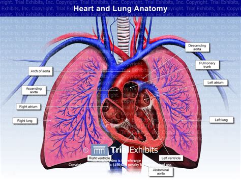 Lung Anatomy Diagram