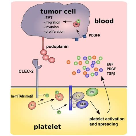 Role Of The Fcγriia αiibβiii Interaction On Tumor Cell Mediated