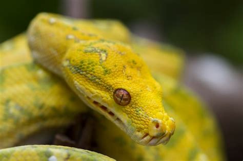 Green Tree Python Morelia Viridis Sur Branche D Arbre Serpent Peau