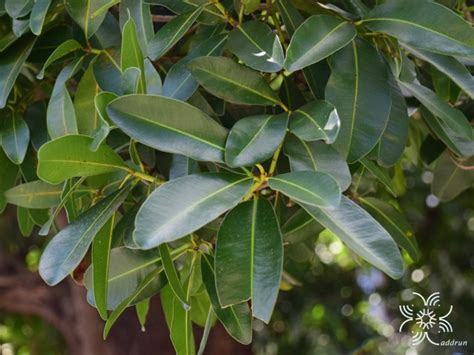 สารภี Mammea Siamensis Tanderson ข้อมูลพันธุ์ไม้