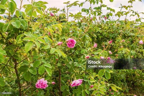 카잔락 근처 불가리아 장미 계곡 로즈 다마스세나 로즈 오일 생산을 위한 들판 불가리아에 대한 스톡 사진 및 기타 이미지