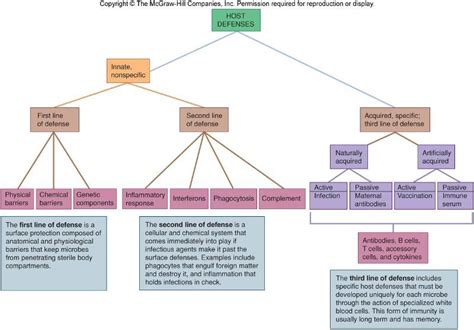 Immune System Lines Of Defense Chart At Peter Morgan Blog