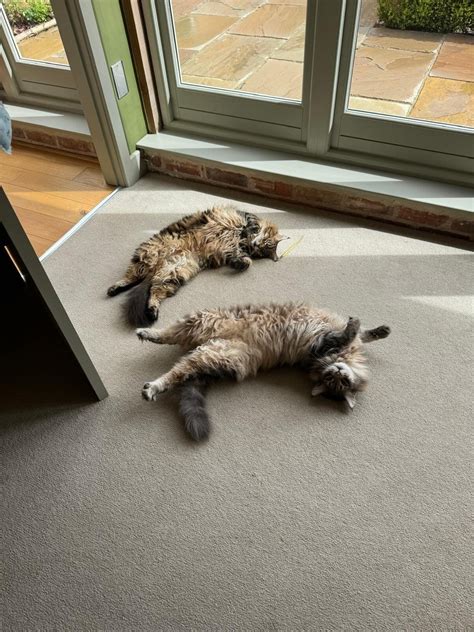 Maine Coon Vs Regular Cat Differences Maine Coon Central