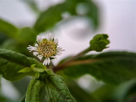 Macro Falsa Margarita Yerba De Tago Karisalankanni Y Bhringraj Es Una Especie De Planta De La