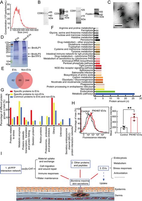Evs In Bombina Maxima Skin Secretions A Particle Size Distribution Of