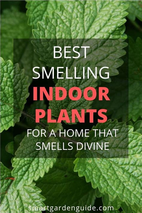 Learn About The Best Smelling Houseplants To Make Your Home Smell