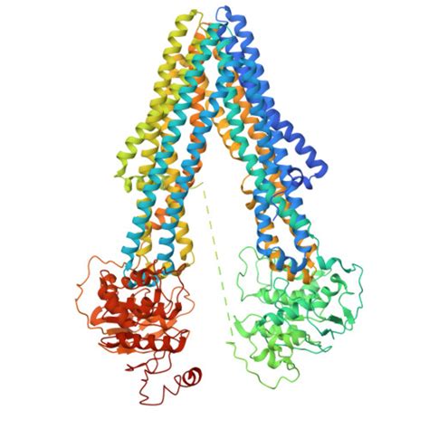 Rcsb Pdb 9jun Structure Of Arabidopsis Thaliana Abcb1 In The Inward Facing Conformation Under