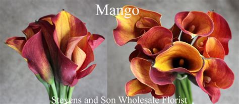 Calla Lily Stevens And Son Wholesale Florist