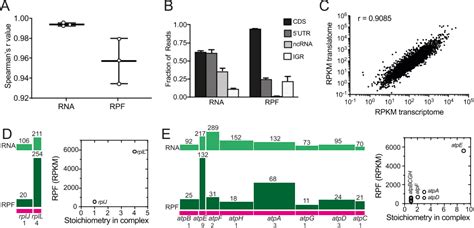 Pdf Ribosome Profiling In Mycobacterium Tuberculosis Reveals Robust