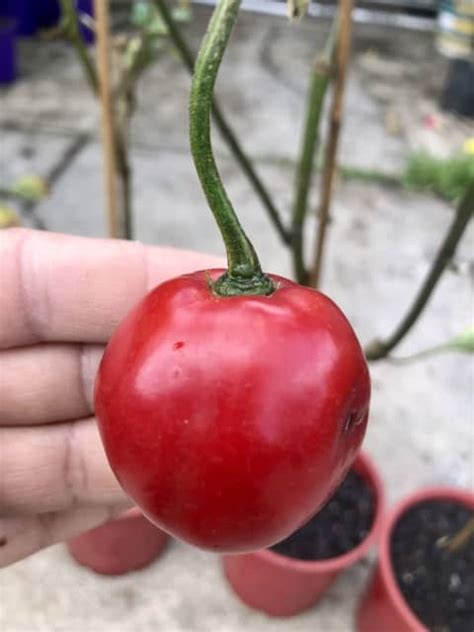 Rare Tree Chilli Rocoto Chilli Tree About 1 1m Tall 55 Plants In