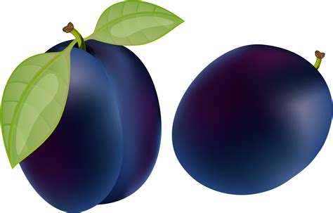 Download Fresh Plums Illustration