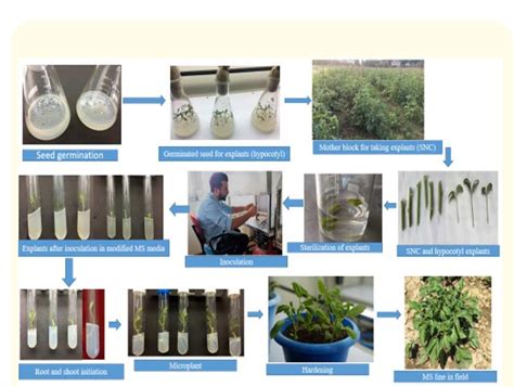 Main Steps In Micro Propagation Of Tomato Male Sterile Line