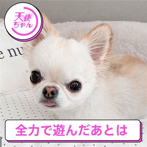Tbs『the Time 』 On Twitter 🐣🐣🐣 👼今日の天使ちゃん👼 『全力で遊んだあとは』 🐶うにくん 📺2022年10月