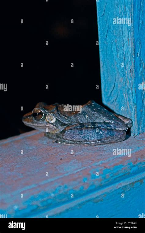 Crab Eating Frog Mangrove Frog Fejervarya Cancrivora Ratnagiri