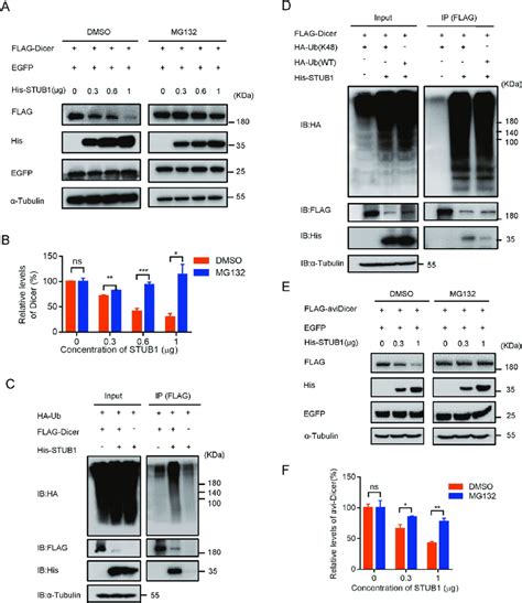 stub1 regulates dicer ubiquitination for proteasomal degradation a b
