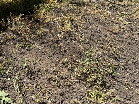 How To Remove Dead Grassweeds After Nuking Rlawncare