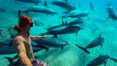Swimming With Dolphins In Hawaii Micbergsma Youtube