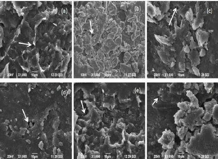 Surface Morphology Of PCL Conjugated With A Aniline PCL B CA PCL Download Scientific