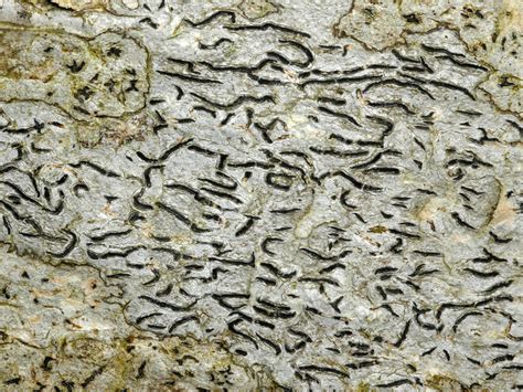 Lichen Gallery Graphis Graphis Scripta Nika9608