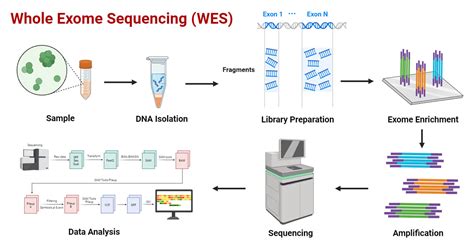 Whole Exome Sequencing Wes Principle Steps Uses Diagram