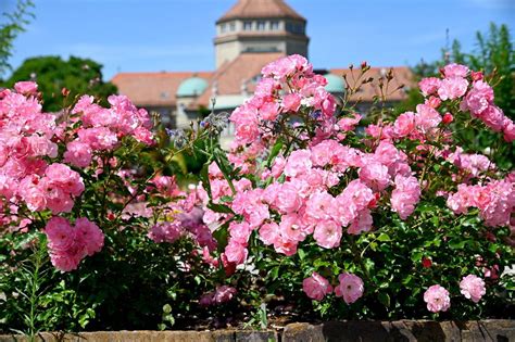 Rose Maxi Vita® - Rosa Maxi Vita ® günstig kaufen