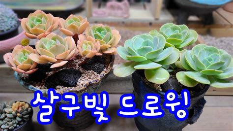 23 4 20 드로윙~살구빛깔 다육이 Youtube