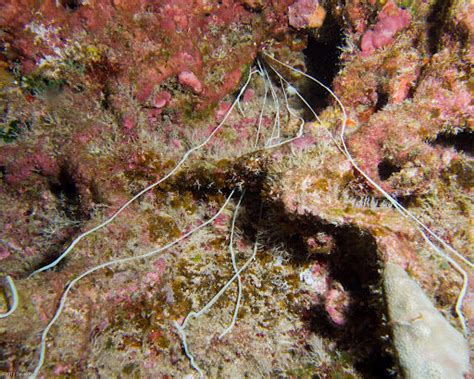 Real Monstrosities Spaghetti Worms And Spaghettier Worms