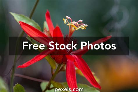 Passiflora Coccinea Photos Download The Best Free Passiflora Coccinea